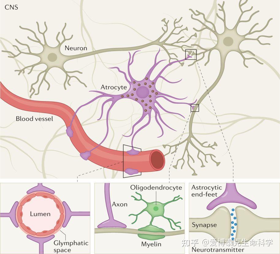 转化医学明星靶点-星型胶质细胞标志物GFAP - 知乎