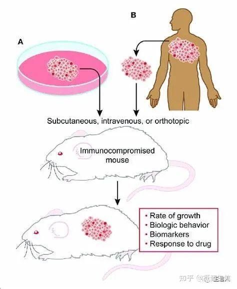 如何用人源性组织异种移植（PDX）助力临床科研 - 知乎