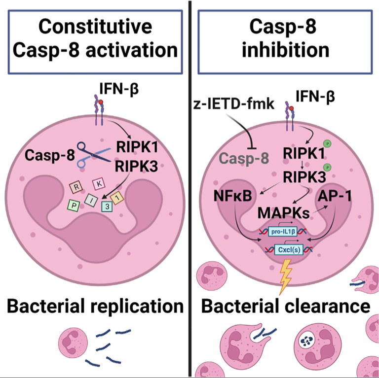 Cell Reports Medicine丨抑制 Caspase-8 可通过促进中性粒细胞活化增强对细菌感染的抵抗 - 知乎