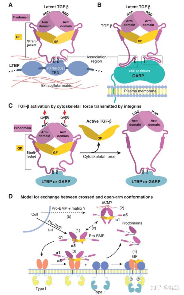 TGF-β 信号通路相关综述（2） - 知乎