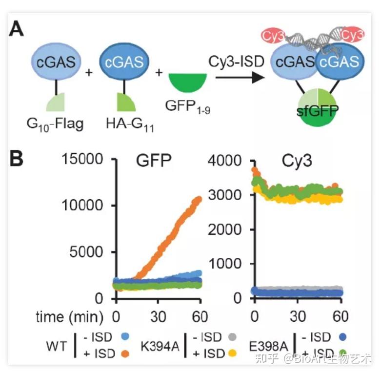 Science | 陈志坚团队揭示cGAS活性被选择性抑制的机理 - 知乎