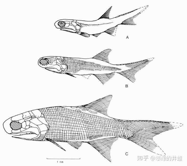 【地球演义】锦鳞记6：金鱼池畔草蒙茸 - 知乎
