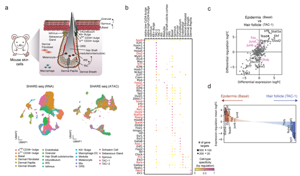 Dictys：单细胞多组学分析发育连续性的动态基因调控网络 - 知乎