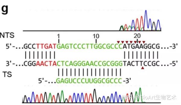 Nature | 基因编辑工具箱或再添神器——TnpB核酸内切酶 - 知乎