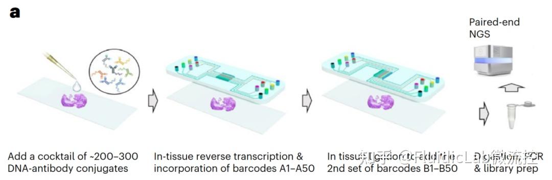 DBiT-seq 空间多组学平台 - 知乎