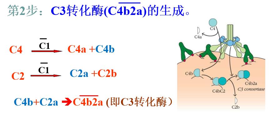 免疫学整理--细胞因子&补体系统 - 知乎