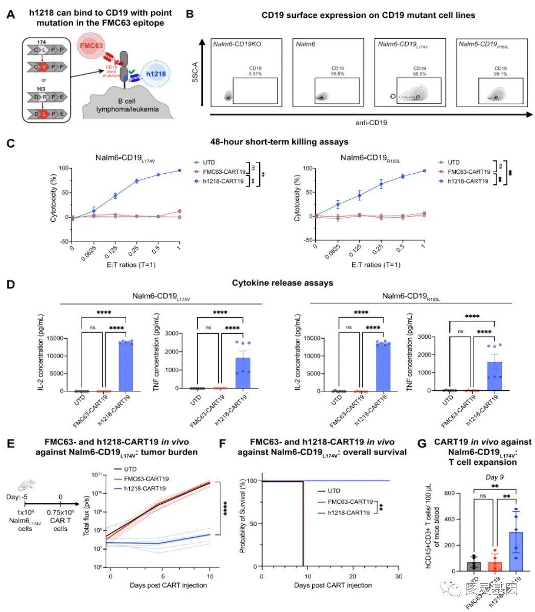 Mol Cancer | 首次人体内研究新型抗CD19嵌合抗原受体T细胞产物对非霍奇金淋巴瘤作用 - 知乎