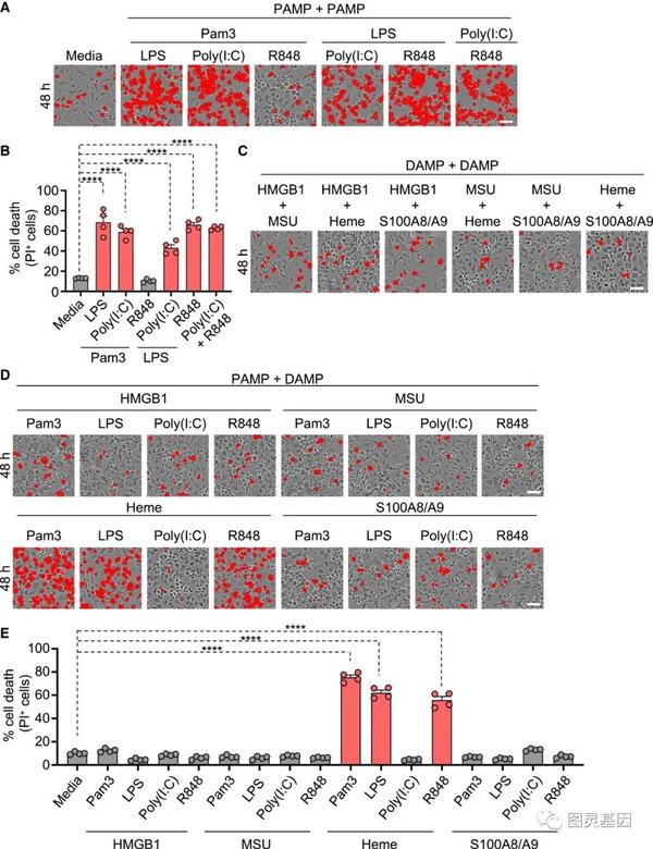 Cell | 揭示先天性免疫细胞泛凋亡机理 - 知乎