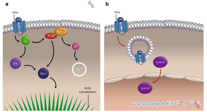 快速了解Wnt/Hedgehog/Notch 通路 - 知乎