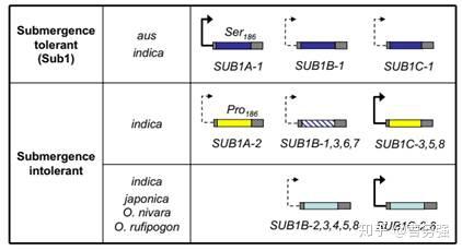 水稻耐淹QTL Sub1的奇幻之旅：从地方品种到现代栽培种 - 知乎