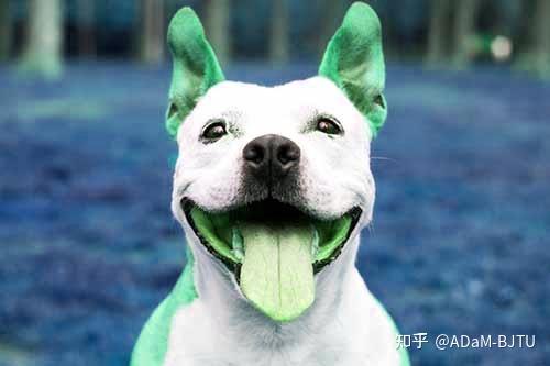 Albumentation文档 - 知乎