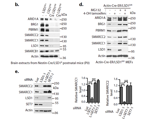 Nat Commun︱张慧团队发现SWI/SNF复合物的新型蛋白降解机制 - 知乎