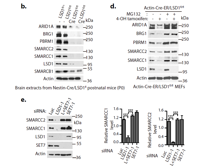 Nat Commun︱张慧团队发现SWI/SNF复合物的新型蛋白降解机制 - 知乎