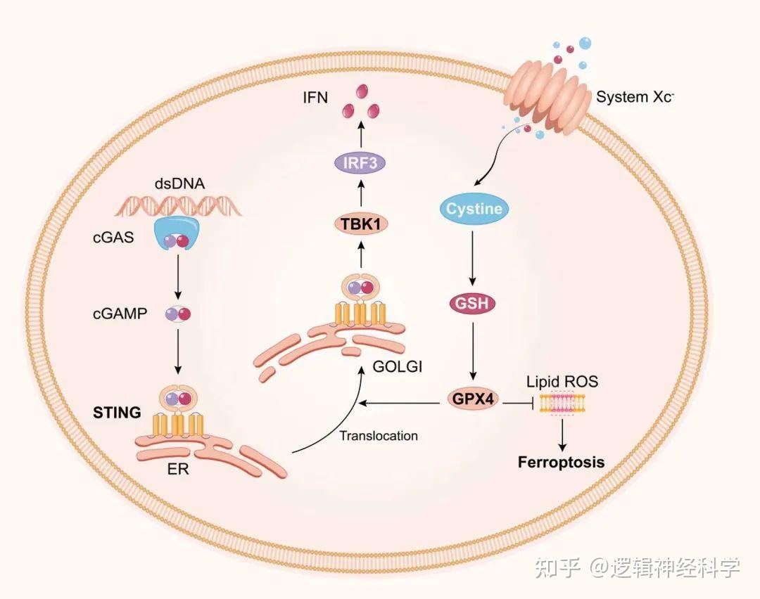 J Neuroinflammation 综述︱温州医科大学附院倪文飞/周凯亮团队聚焦STING通路在CNS损伤后神经炎症及细胞死亡中的重要作用 ...