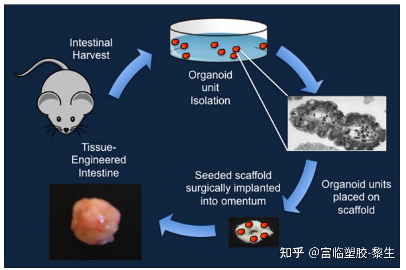 PGA Biofelt植入级无纺布组织工程作为短肠综合征的再生医学治疗策略。 - 知乎