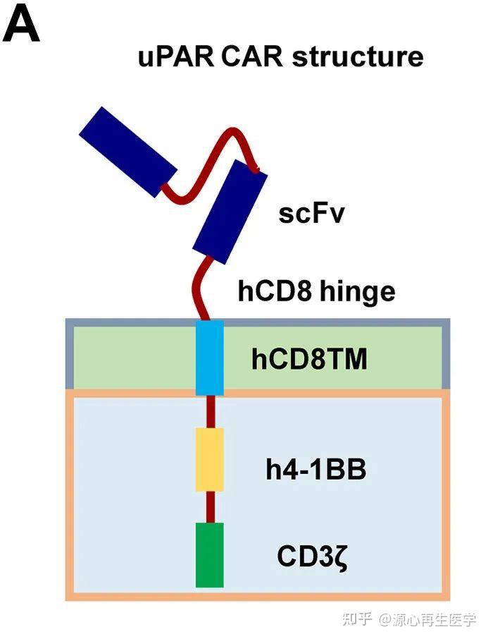 Science子刊丨晚期胃癌患者生存率低？uPAR化解HER2胃癌治疗困境，开启抗癌新探索 - 知乎