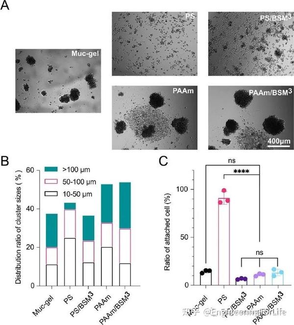《ACS AMI》：具有免疫调节特性的黏液蛋白水凝胶工程表面 - 知乎