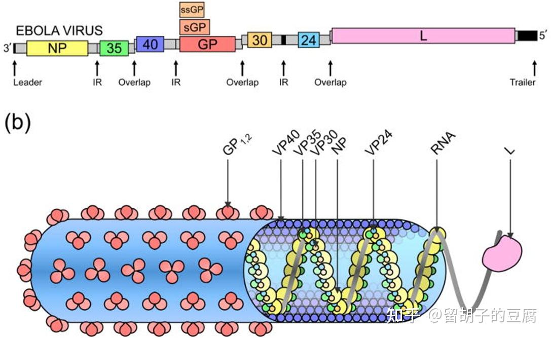 BioNTech开发埃博拉病毒自复制RNA二价疫苗。 - 知乎