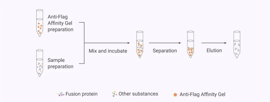 蛋白纯化-实验设计 | MedChemExpress - 知乎