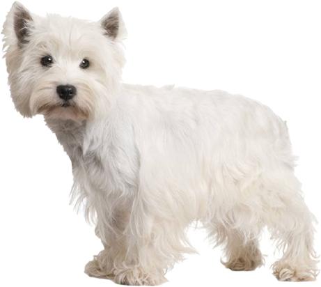 16种小型犬合集|适合新手女生养 - 知乎