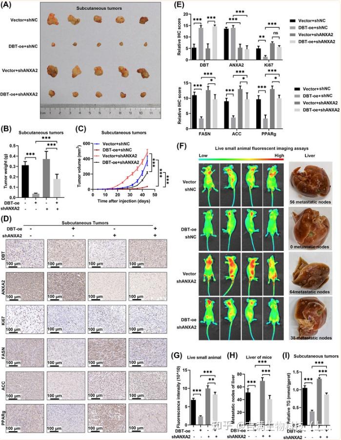 Cancer Communications | DBT/ANXA2/YAP轴向调控的Hippo信号通路的肾透明细胞癌抑制作用 - 知乎