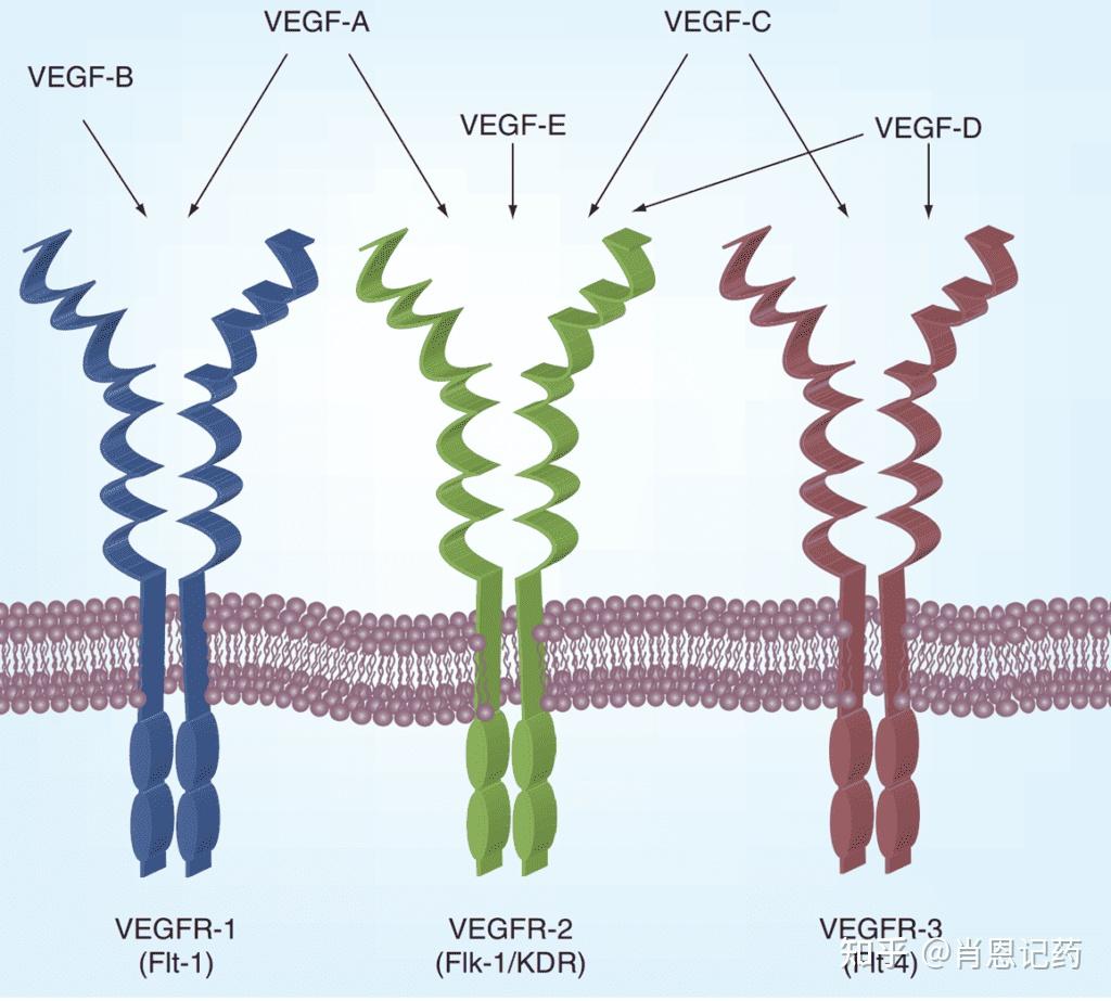 记住所有FDA生物药 | 抗肿瘤VEGFR | 贝伐珠单抗、雷莫西尤单抗、阿柏西普等 | 实体肿瘤 - 知乎