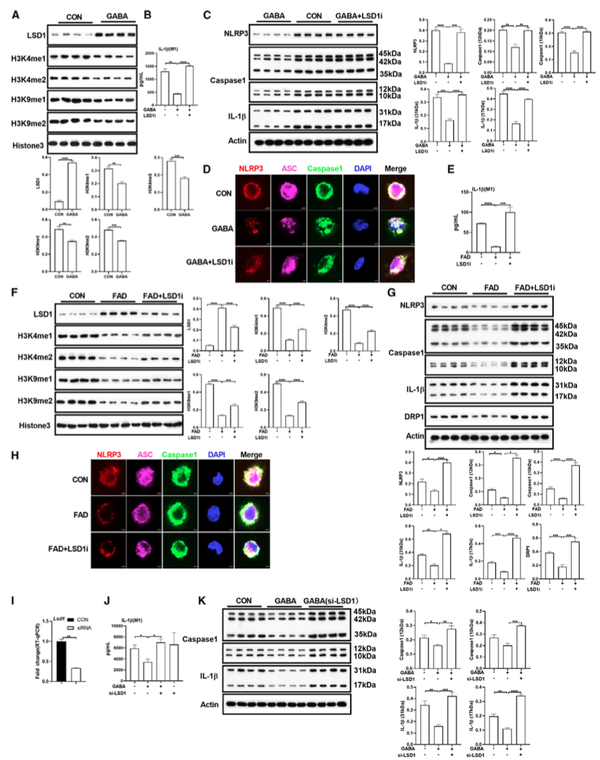 Cell子刊丨GABA 调节巨噬细胞中 IL-1β 的产生 - 知乎