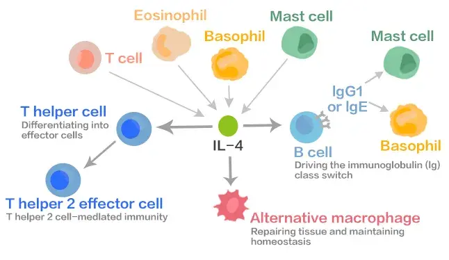 免疫调节因子-IL-4 - 知乎