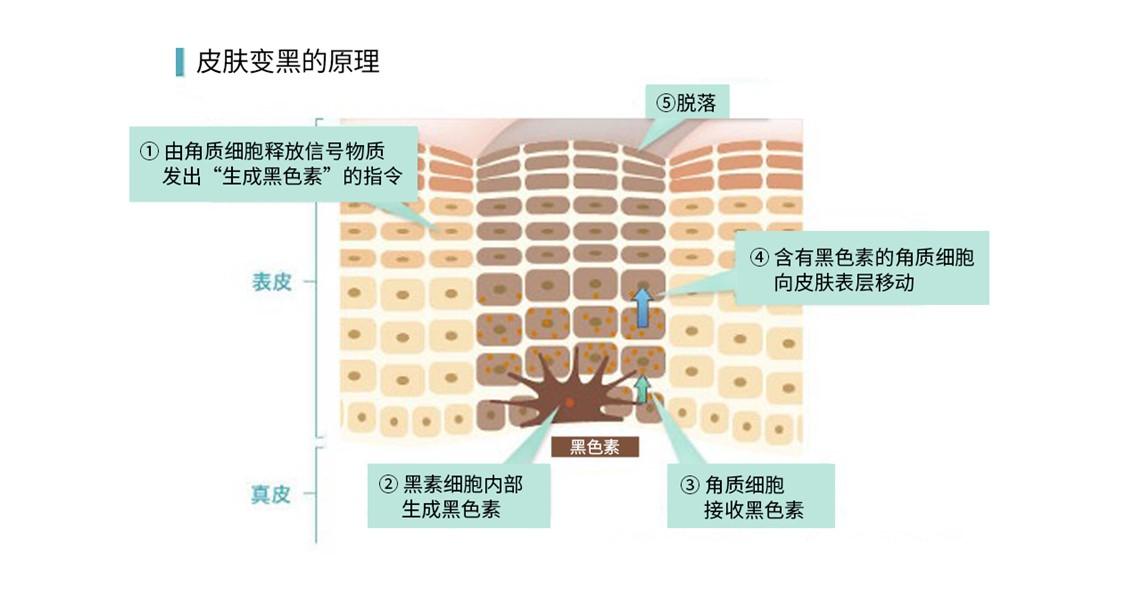 资研所shi Lab 秋冬美白 4msk成分”来支招 知乎