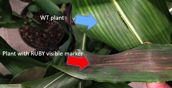RUBY报告系统 | 一种新的可直接通过肉眼观察植物组织累积红色甜菜碱的报告系统 - 知乎