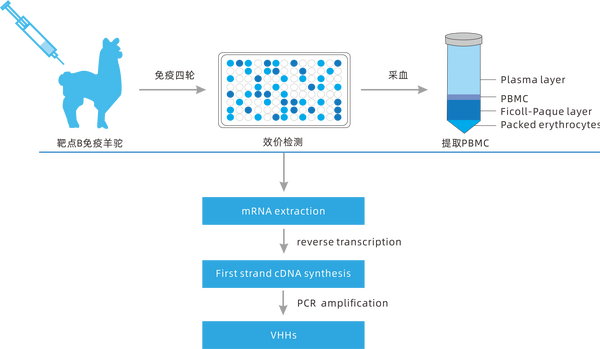 纳米抗体在蛋白构象研究中的应用 - 知乎
