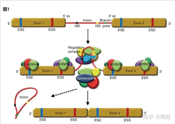 Alamut Visual Plus（五）—剪接预测软件 - 知乎