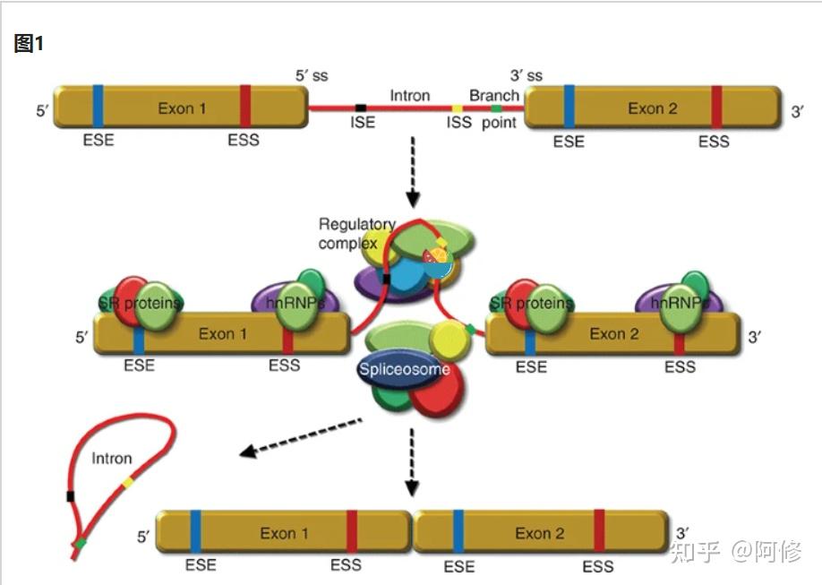 Alamut Visual Plus（五）—剪接预测软件 - 知乎