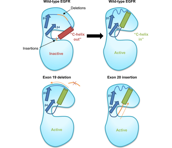 EGFR各种突变的结构生物学基础 - 知乎