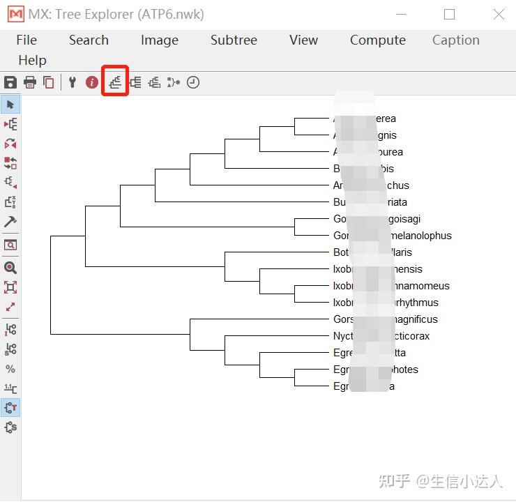 用MEGA软件做进化分析——系统发育树 - 知乎