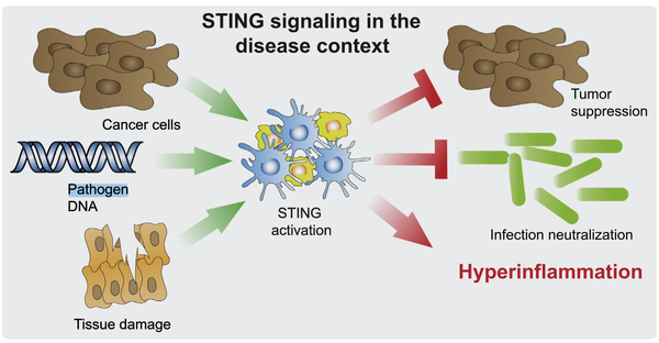 肿瘤免疫疗法陷入困境？“STING激动剂”成突破口… - 知乎