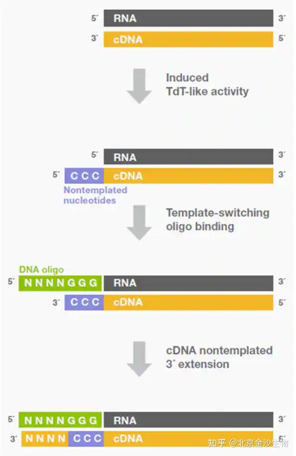 小知识 | 了解逆转录，获得高质量cDNA（二） - 知乎