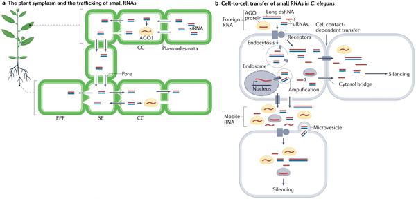 RNA干扰（一）——mi-！si-！pi-！ - 知乎