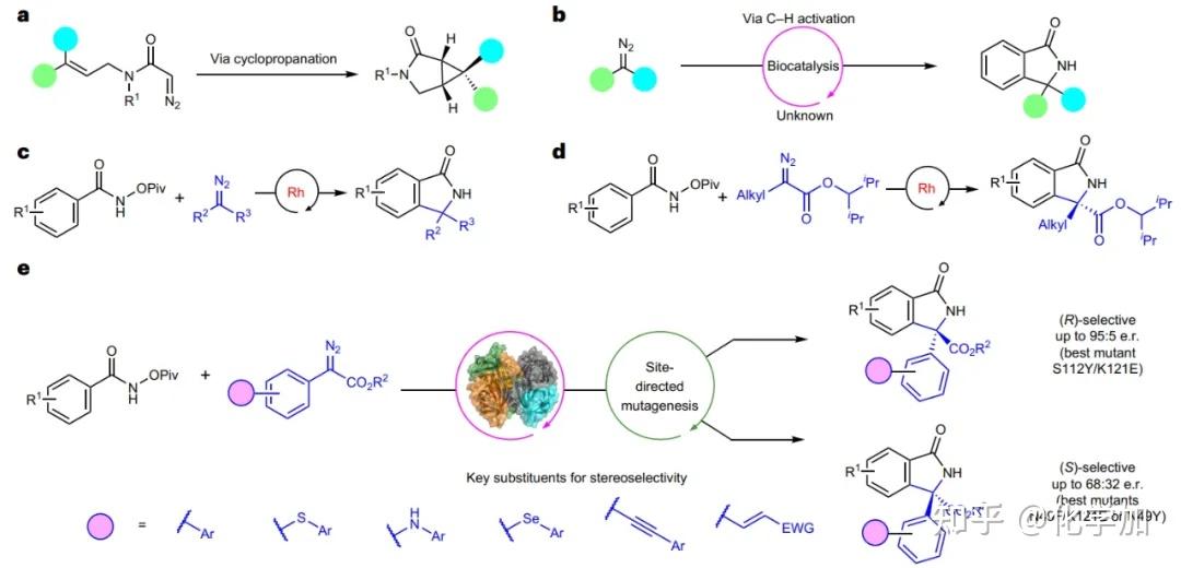 Nat. Synth.：Rh(III)人工金属酶催化，实现异吲哚酮的对映发散合成 - 知乎