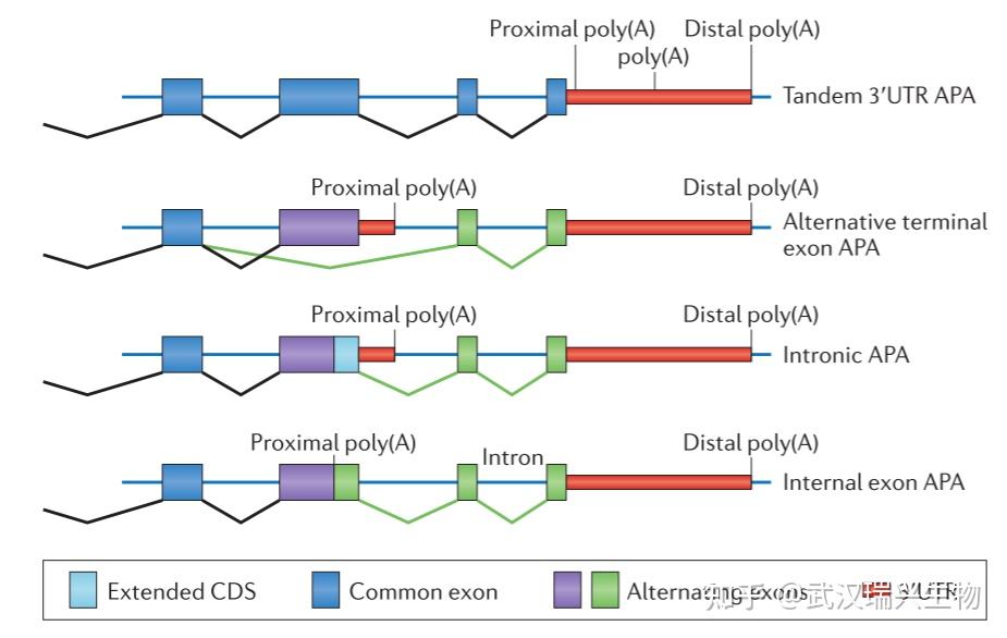 全网最详细 | 一文读懂APA及其研究利器PAS-seq - 知乎