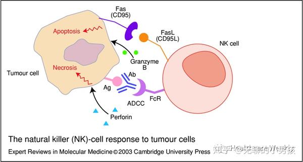 CAR-NK概况及与CAR-T对比研究 - 知乎