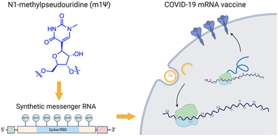 【星耀小课堂】mRNA IVT篇：核苷酸修饰——降低mRNA免疫原性 - 知乎