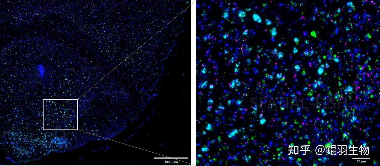 鲲羽科普|图像处理工具- ImageJ 解锁基因共表达图谱 - 知乎