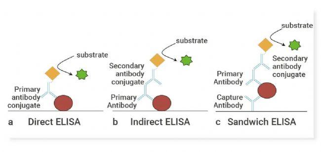 常见 ELISA 实验 Protocol + 解决方案（超详细） | MedChemExpress (MCE) - 知乎
