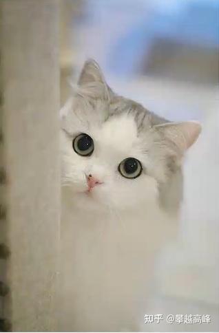 pytorch中transforms的使用方法和示例 - 知乎