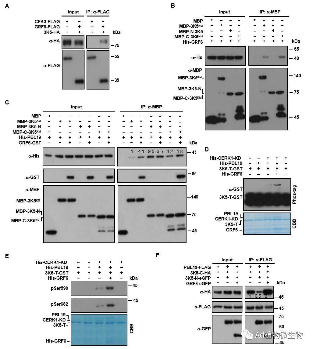 Plant Cell | 中科院遗传发育所周俭民团队揭示植物免疫受体激活信号传导的机制！ - 知乎