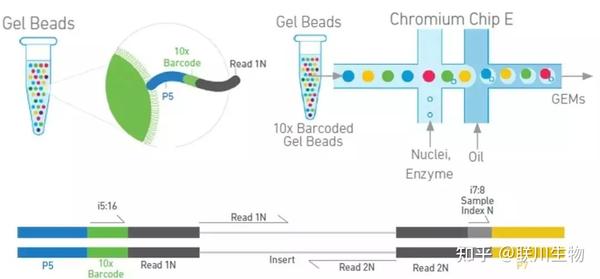 单细胞ATAC-seq技术热点了解一下 | 单细胞专题 - 知乎