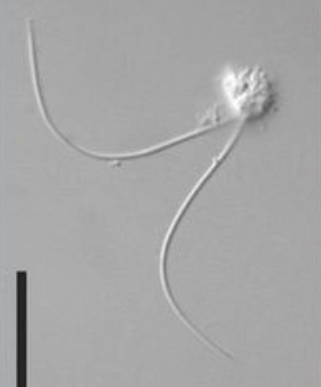 【古菌域全系列14】隐藻界Cryptista：隐于世间而影响世界 - 知乎