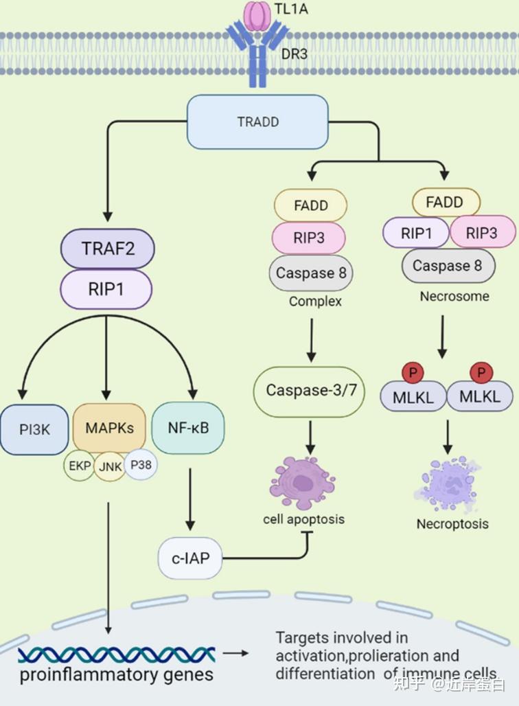 TL1A靶点药物开发火热！ - 知乎