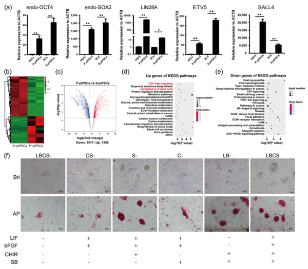 J Cell Physiol︱华进联团队建立不同细胞来源的猪iPSCs诱导体系并探讨其差异 - 知乎